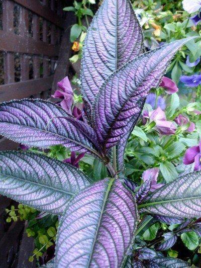 Strobilanthes – Plant Club
