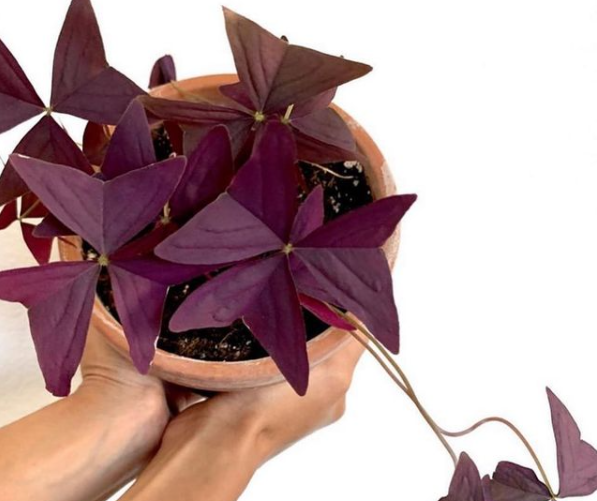 Plant Care Considerations: to pot or not to pot? – Plant Club Canada