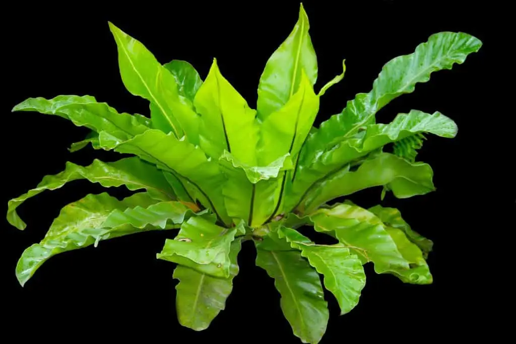 Crispy Wave Fern (Japanese Asplenium Nidus) – Plant Club Canada