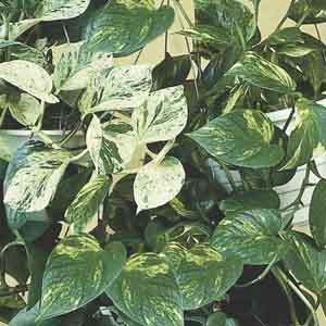 Pothos, Devil's Ivy (Scindapsus species) – Plant Club